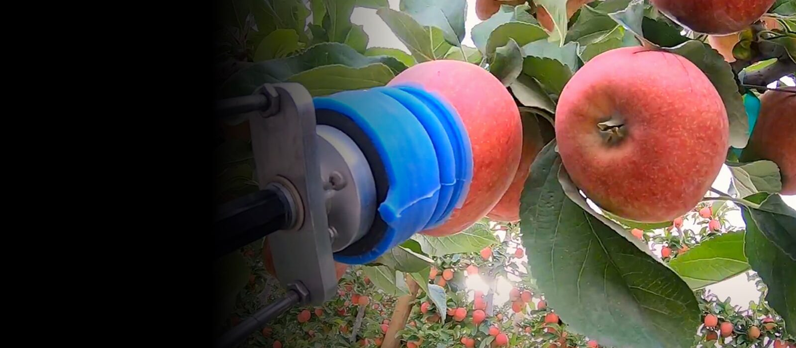 https://platform.d4agecol.eu/storage/AudioVisual/CP103_apple-harvester ...